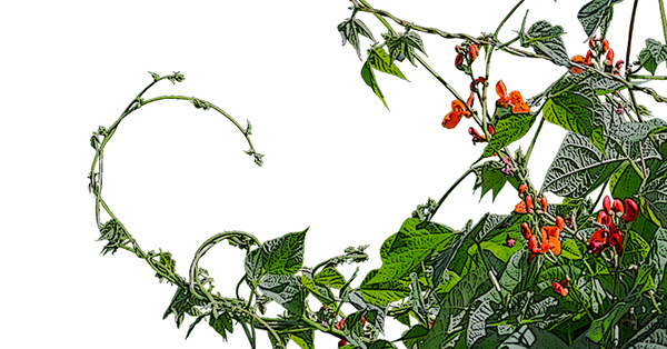 Crossroads Plants: Vampire Vine - Oppression Aware Podcast, Fairy Tales ...